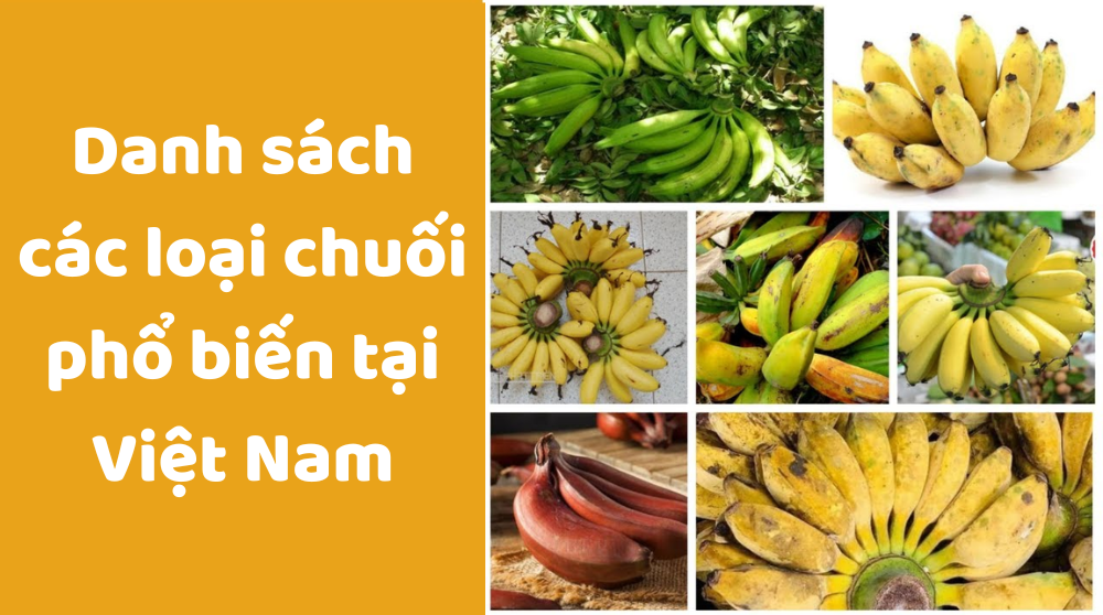 Danh sách 15 loại chuối ở Việt Nam | Tên gọi và cách phân biệt