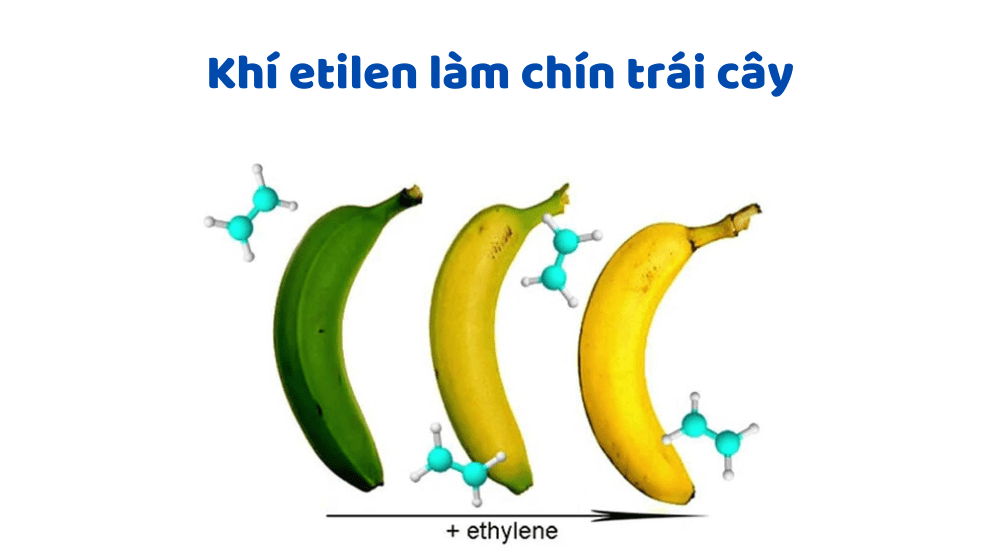 Khí etilen và quá trình làm chín trái cây: định nghĩa, cơ chế